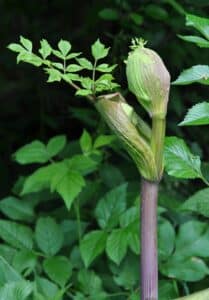 Plants of Alsace • François Couplan